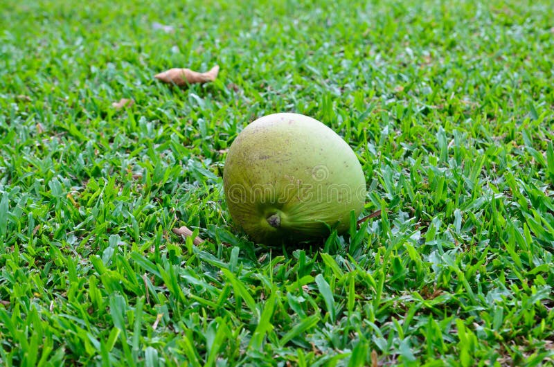Coconut on ground stock photo. Image of leaf, healthy - 32051818
