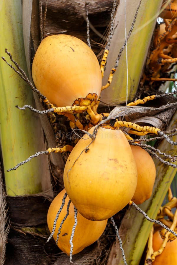 Coconut group in palm stock photo. Image of fresh, tropical - 45022390