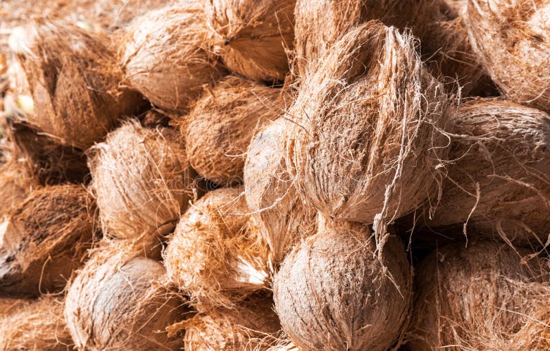 Coconut Group Raw Material for Make Food and Drink, Topical Fruit Stock ...