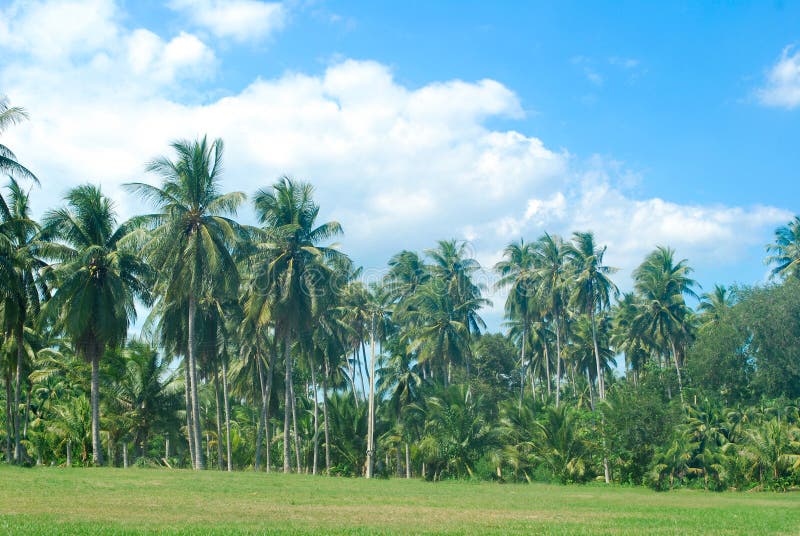 Coconut grove. stock image. Image of decoration, coconut - 165424325