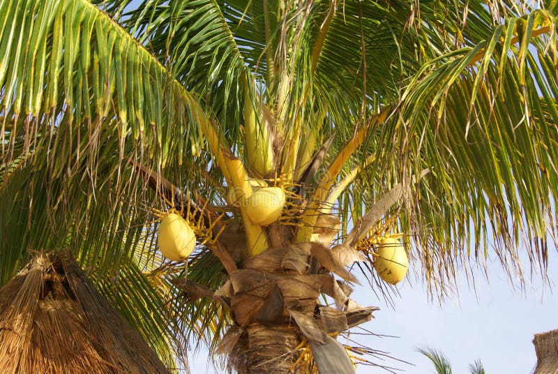 Coconut Tree in a Garden, Cancun, Mexico Stock Image - Image of ...