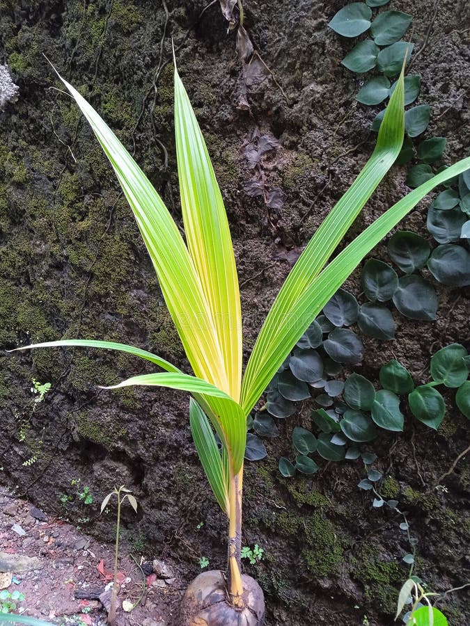 Coconut grows up stock photo. Image of crop, lawn, herb - 269378950