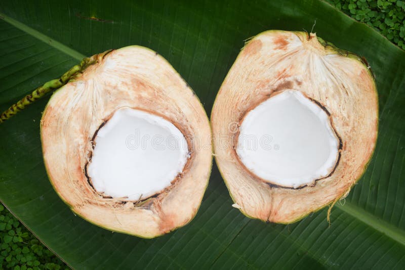 Coconut Half on Green Background Stock Photo - Image of drink, closeup ...