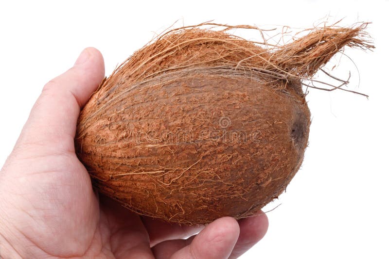 Coconut in the Hands of a Person Stock Image - Image of nutrition, hard ...