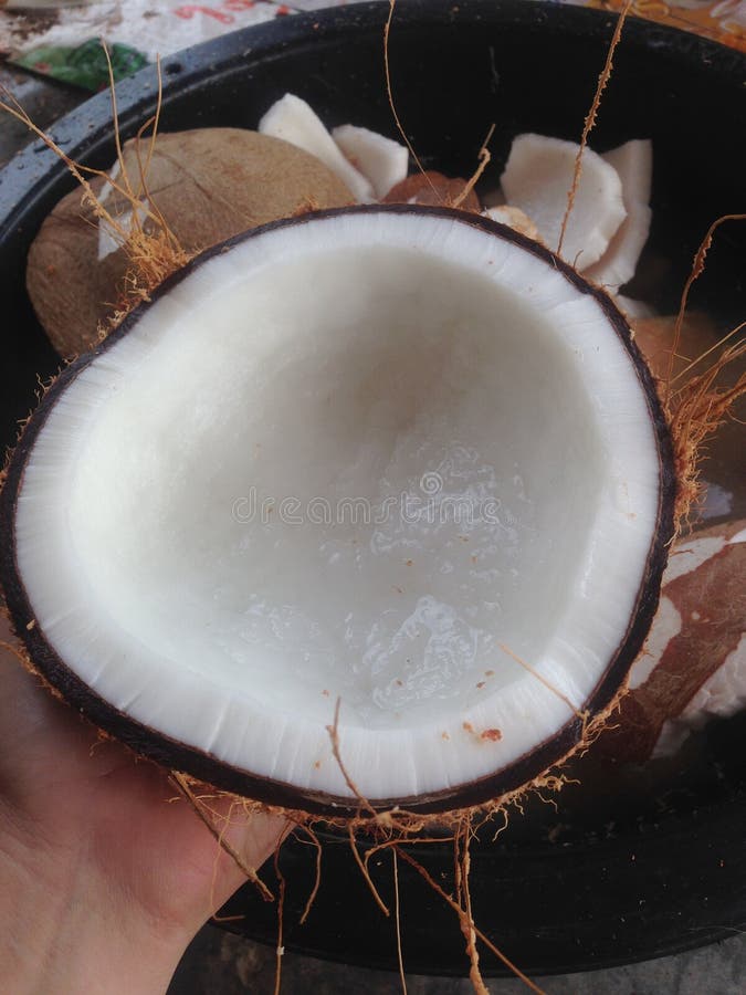 Coconut stock image. Image of brown, white, milk, hard - 138638305
