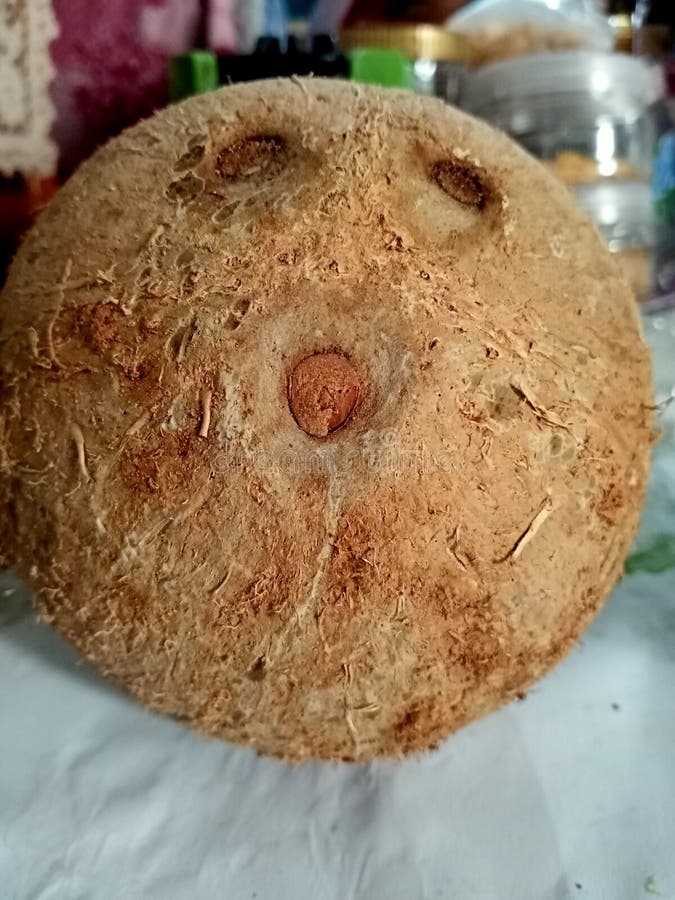 The Coconut Has a Human Face Stock Photo - Image of produce, meal ...
