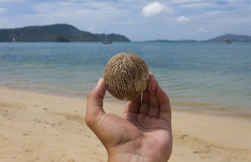 Coconut Holding Un the Hand Stock Image - Image of tropical, holding ...