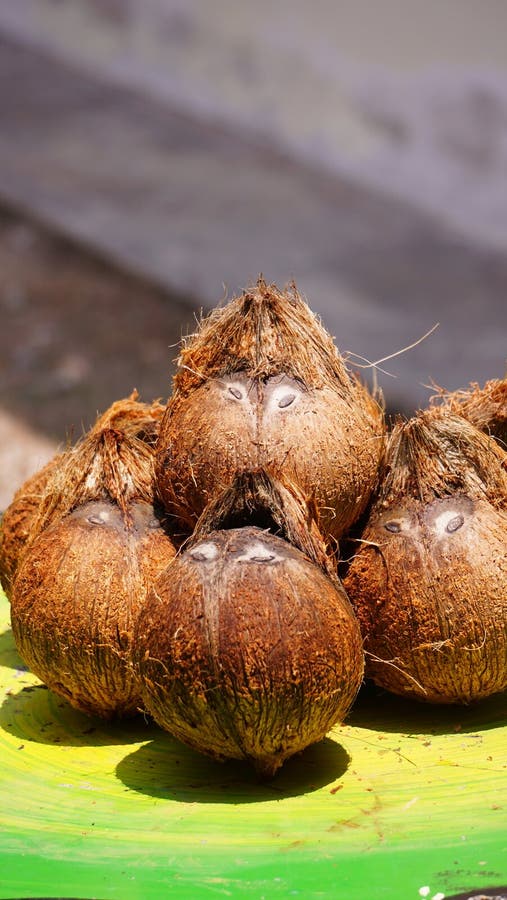 The Coconut of the Human Face Stock Image - Image of fear, human: 316294755