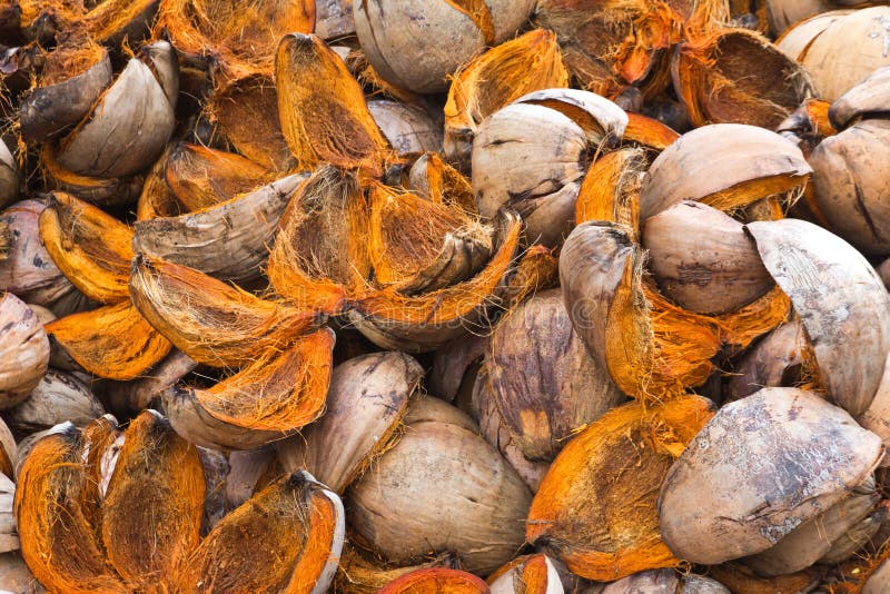 Coconut husk stock image. Image of agriculture, nature - 25349553