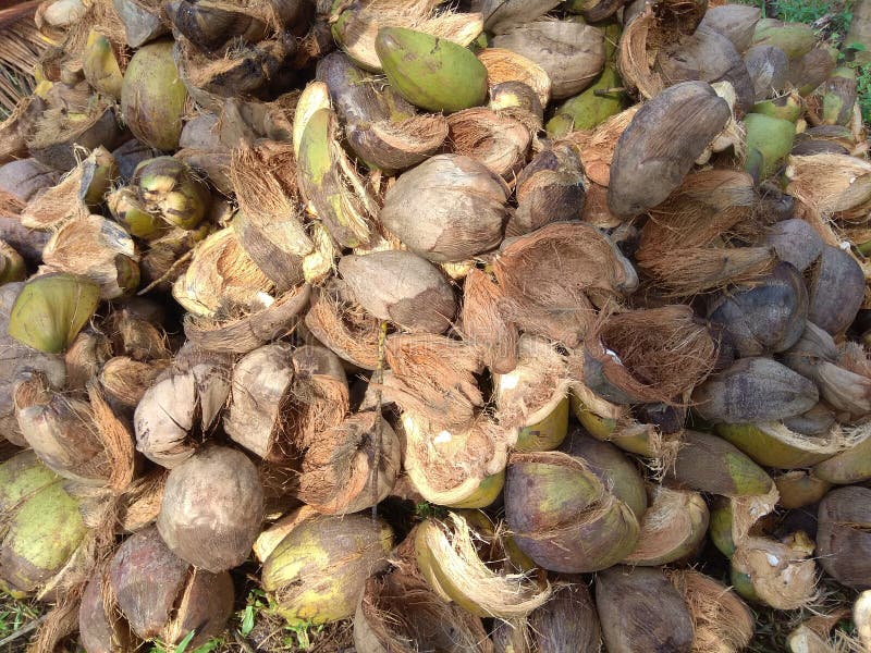 6,702 Coconut Husk Photos - Free & Royalty-Free Stock Photos from ...