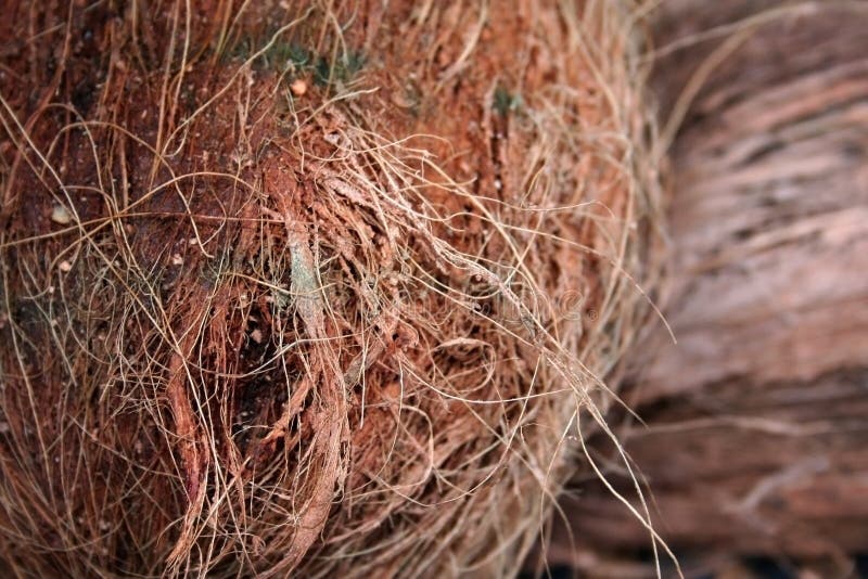 Coconut Husk II stock image. Image of brwon, food, exotic - 650419