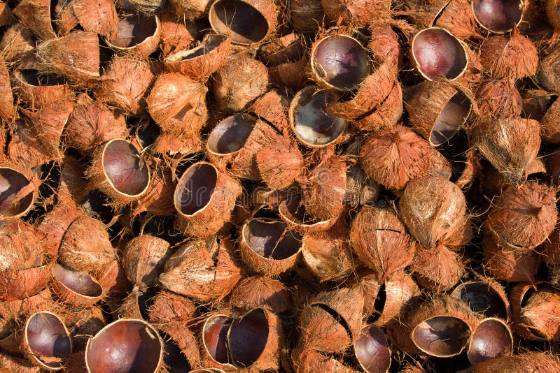 Coconut husks stock photo. Image of fibrous, hard, hollow - 22297410