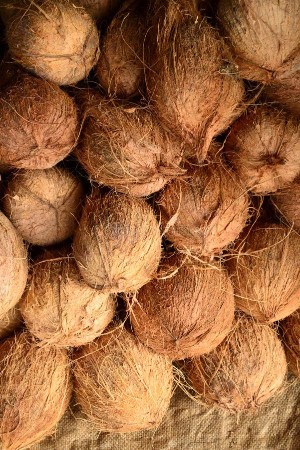 Coconut from India stock image. Image of local, fruit - 33020383