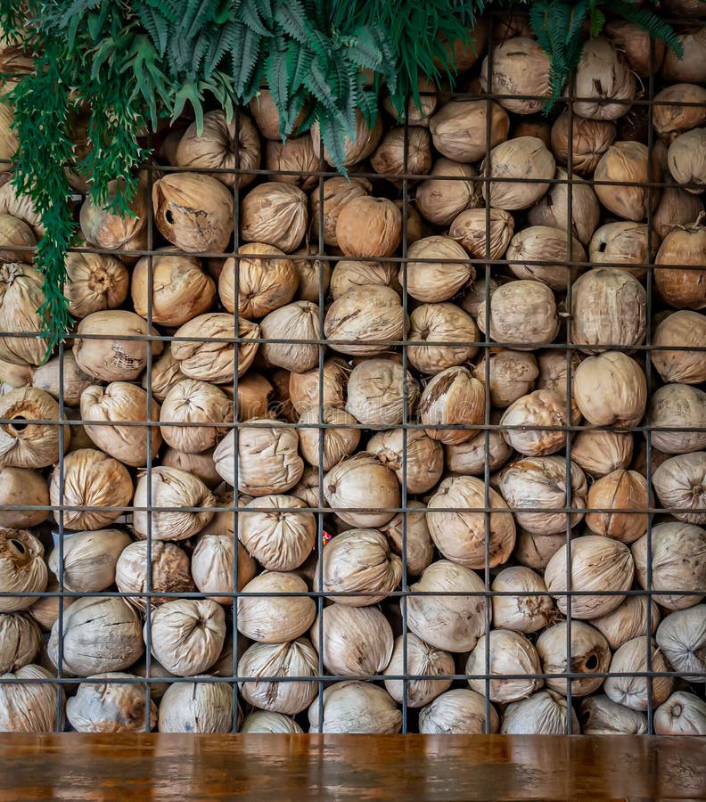 Coconut in an iron cage stock image. Image of asia, edible - 169994283
