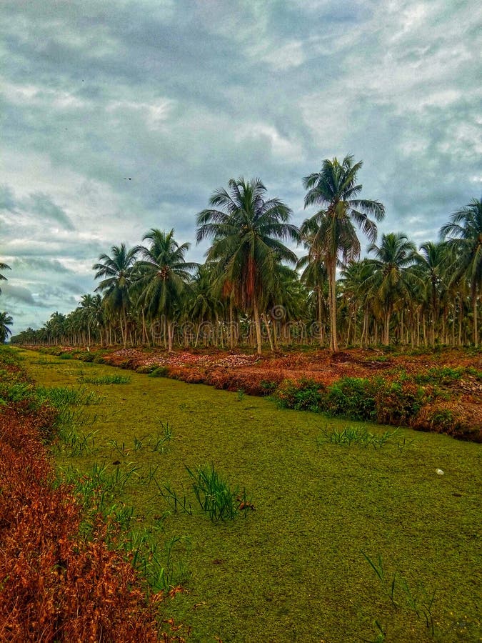 Coconut island in riau stock image. Image of field, tree - 201024403