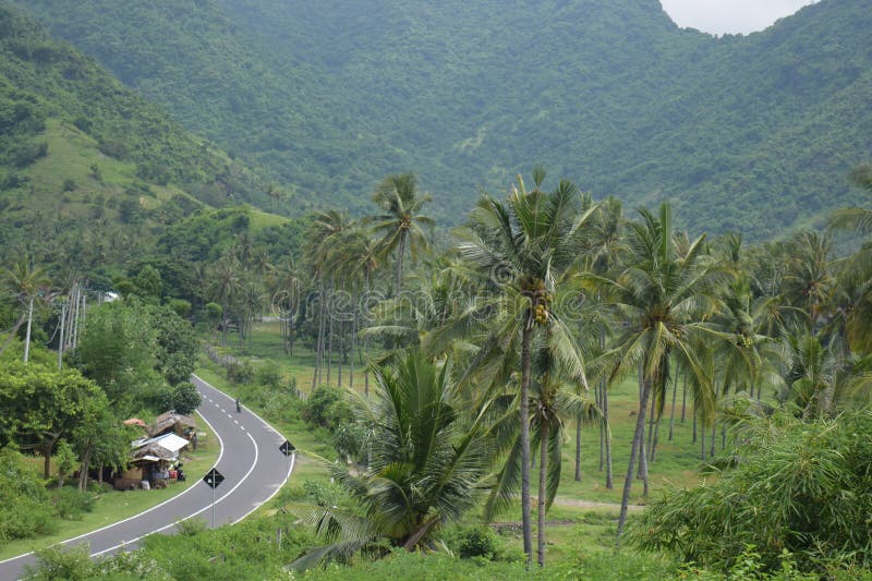 Coconut Island among the Road Stock Image - Image of amoing, village ...