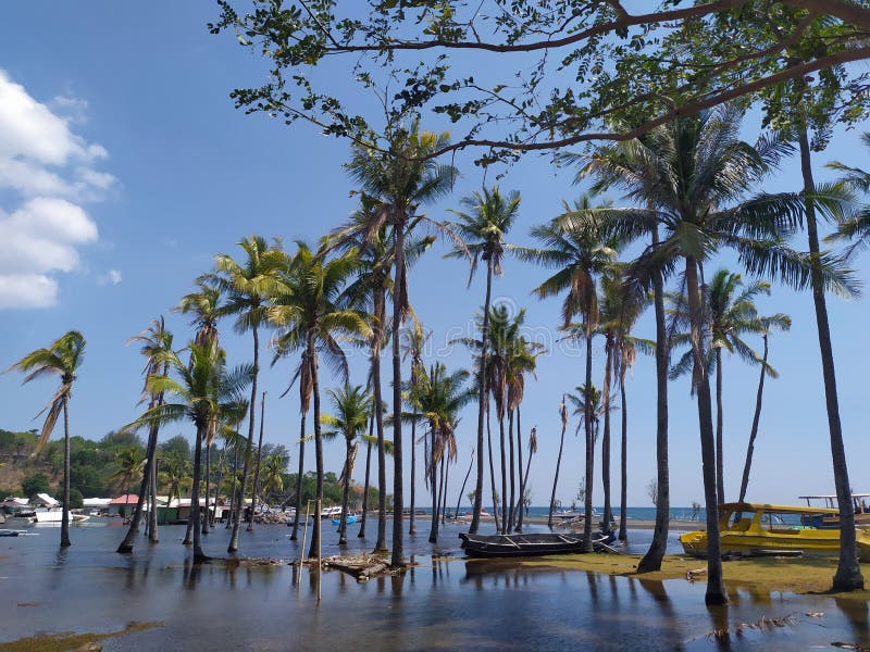 Coconut island seduction stock image. Image of tropics - 262153393