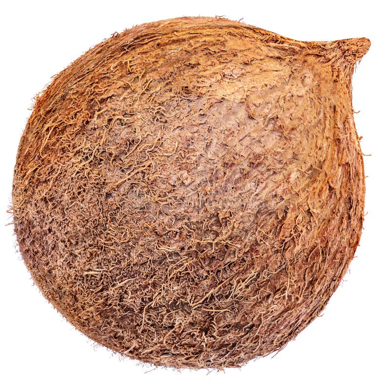 Coconut Isolated on White Background. Fresh Whole Hairy Coconut Close ...