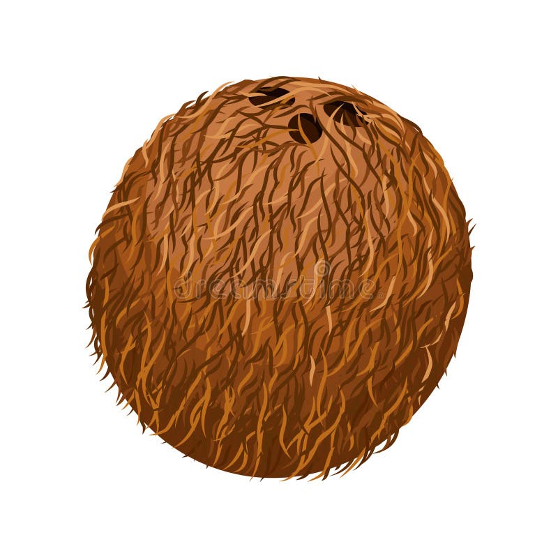 Coconut, Coconut Isolated on White, Coconut Illustration Stock Vector ...
