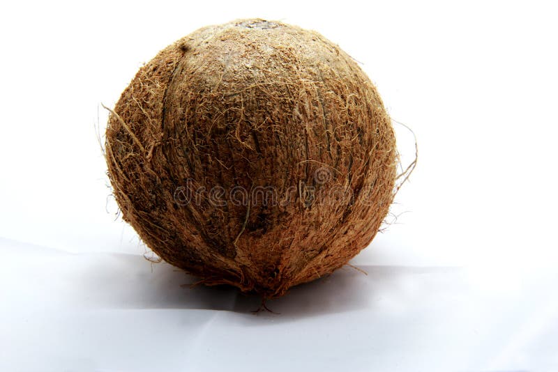 Coconut Isolated White Plant Fruit Tropical Coco Stock Image - Image of ...