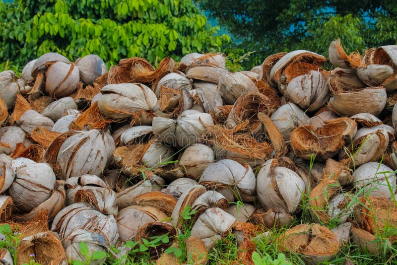 Coconut pile stock image. Image of exotic, fruit, group - 22426251