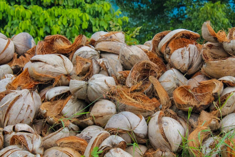 Coconut Shell with Steam in the Tropical Forest Stock Photo - Image of ...