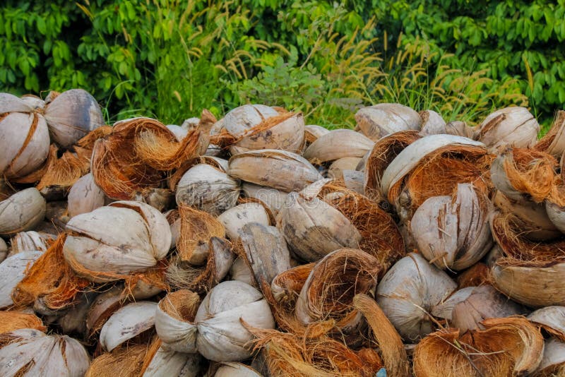 Coconut Shells in a Pile in the Tropical Forest Stock Photo - Image of ...
