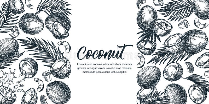 Coconut Label Package Design Template. Vector Sketch Illustration ...