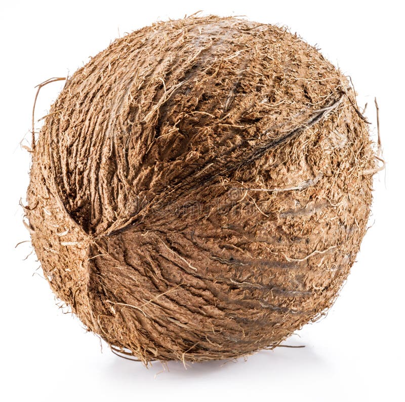 Coconut/ Large Seed of the Coconut Plam & X28; Types of Tree& X29 ...