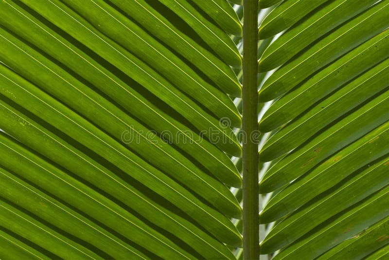 Coconut Leaf Background stock image. Image of plant, green - 16991323
