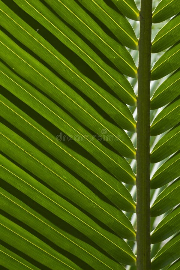Coconut Leaf Background stock image. Image of island - 16991365