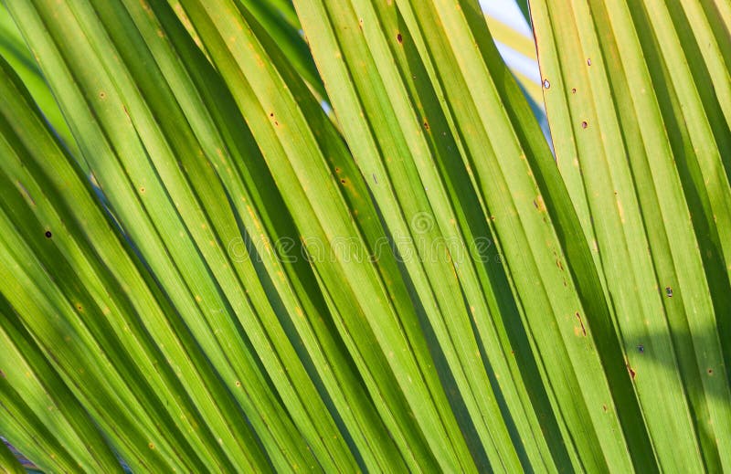 Coconut leaf background. stock image. Image of environment - 121859839