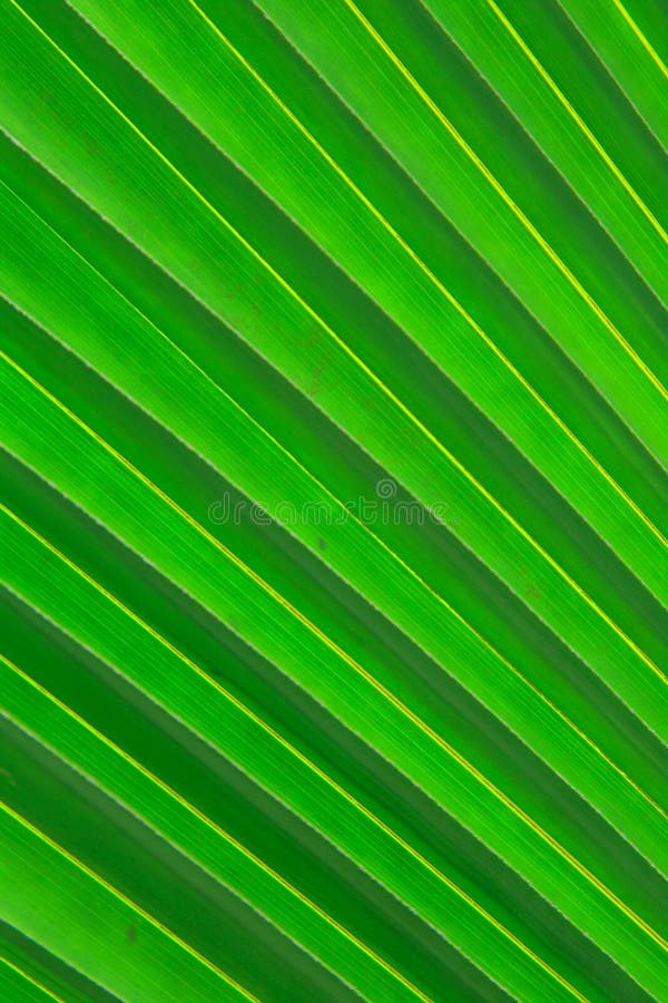 Coconut Leaf Background stock image. Image of fresh, spring - 40988839