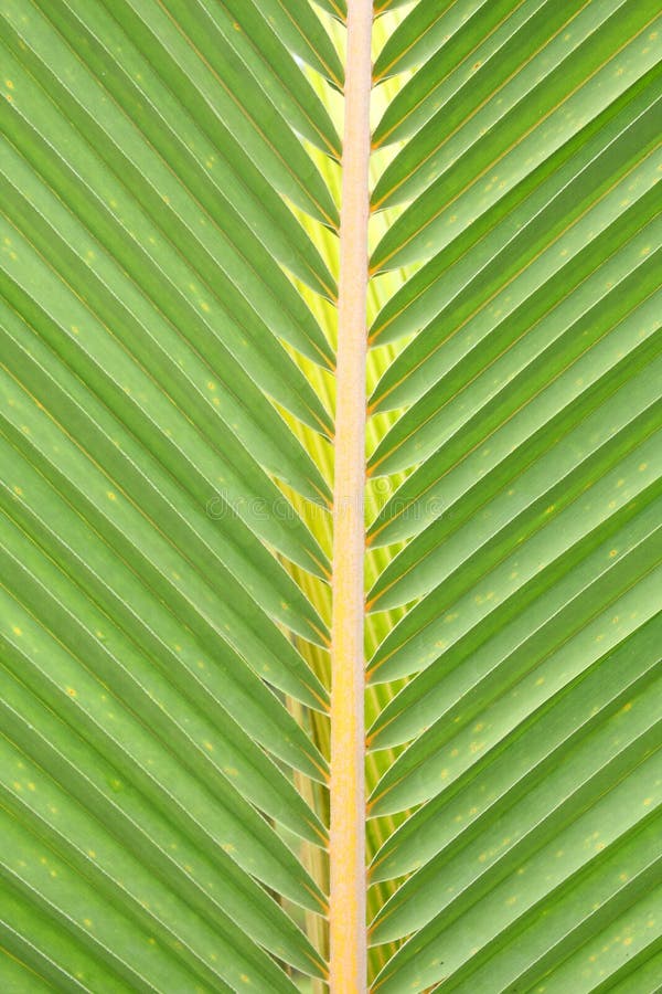 Coconut Leaf Pattern Detail Stock Image - Image of garden, outdoors ...