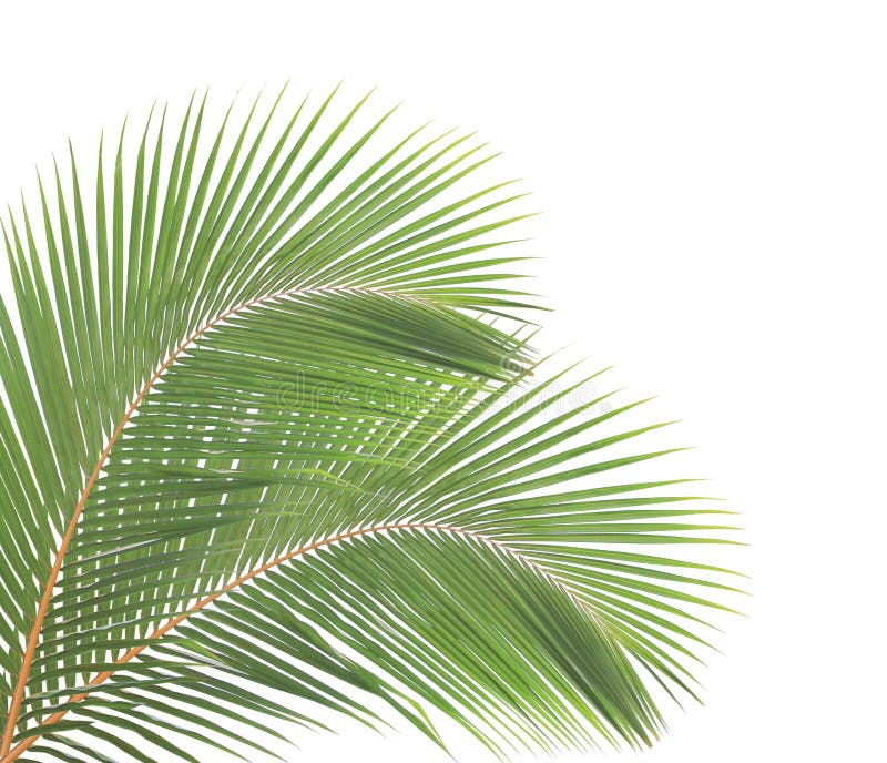 Coconut leaf isolated stock photo. Image of frond, leaf - 74968356