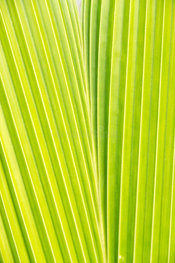 Coconut Leaf Pattern Detail Stock Photo - Image of abstract, texture ...