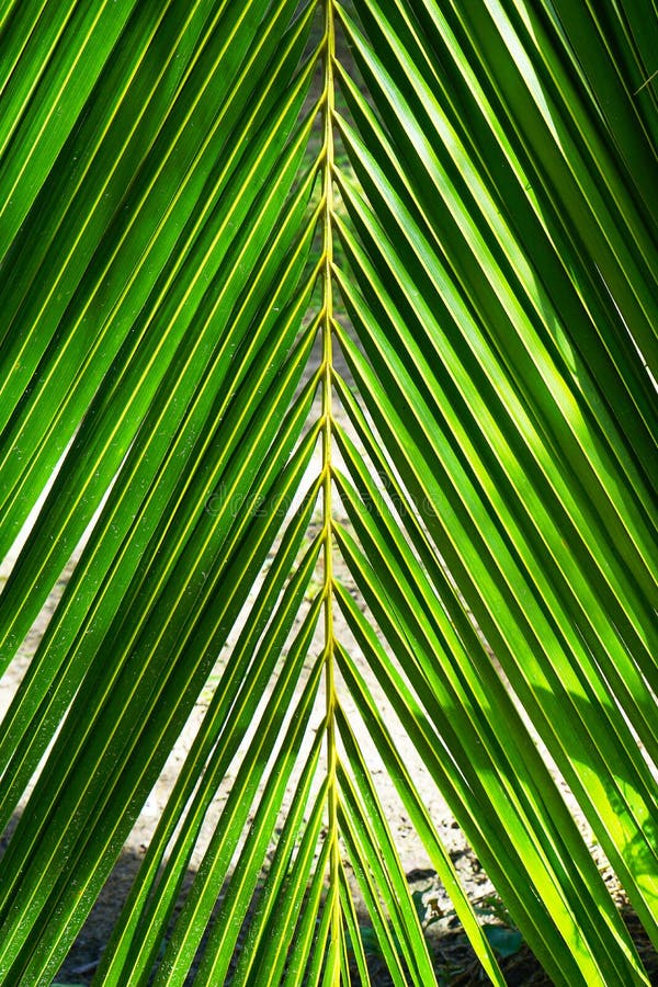 Coconut leaf pattern stock photo. Image of close, plant - 99082928