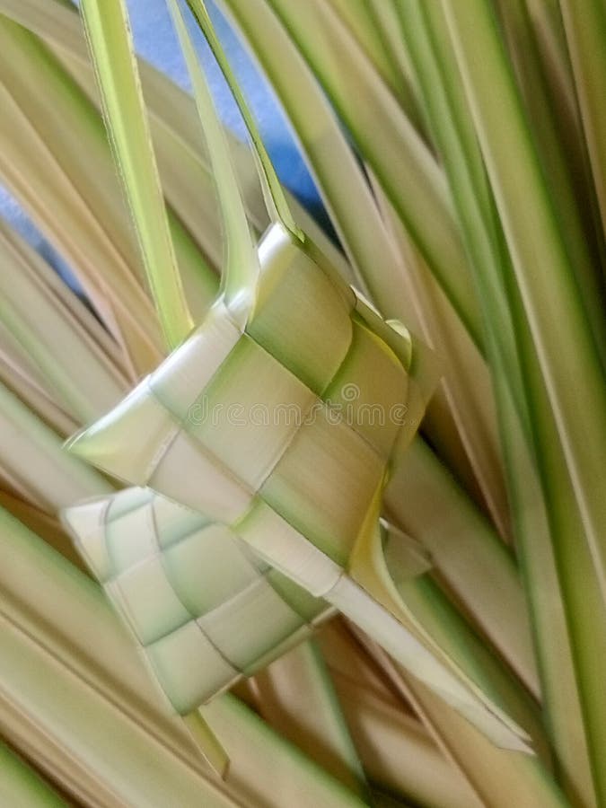 Coconut leaf for raya stock photo. Image of raya, beautiful - 377441640