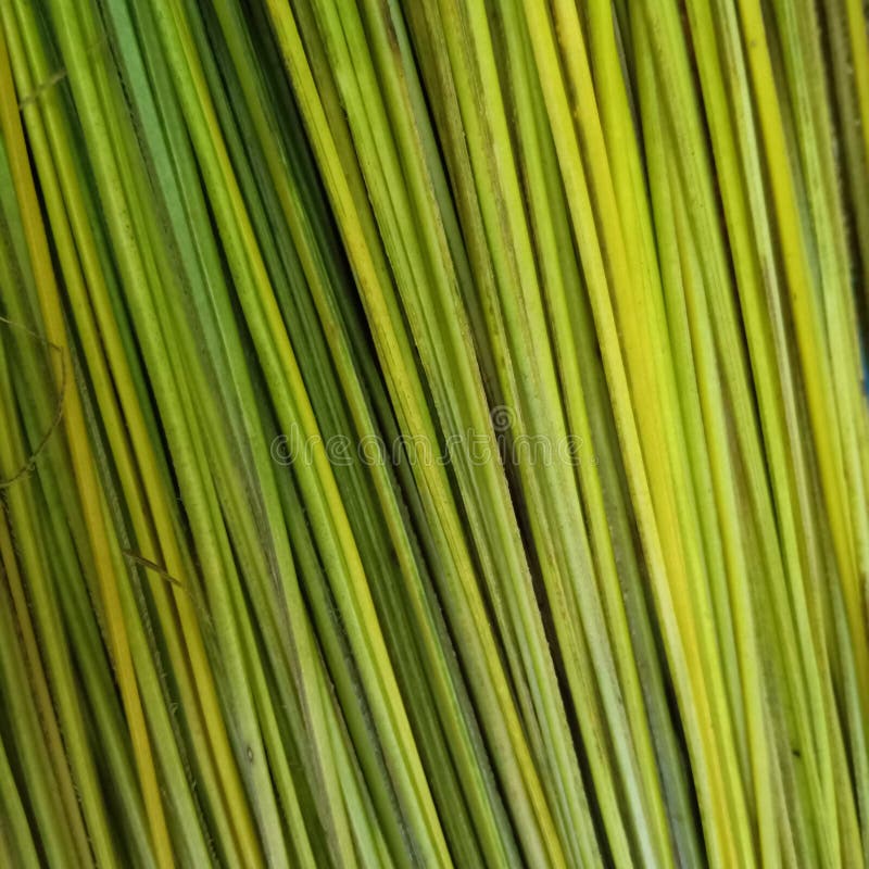 Coconut leaves stick stock photo. Image of batang, sunlight - 179536156