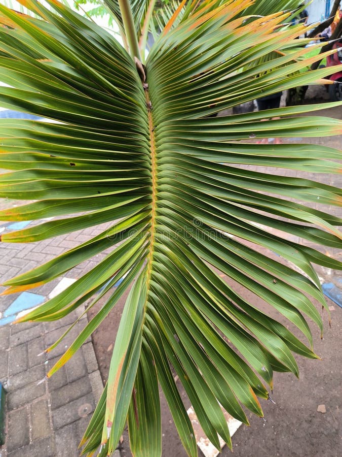 Coconut Leaf with Thousands of Benefits Stock Image - Image of leaf ...