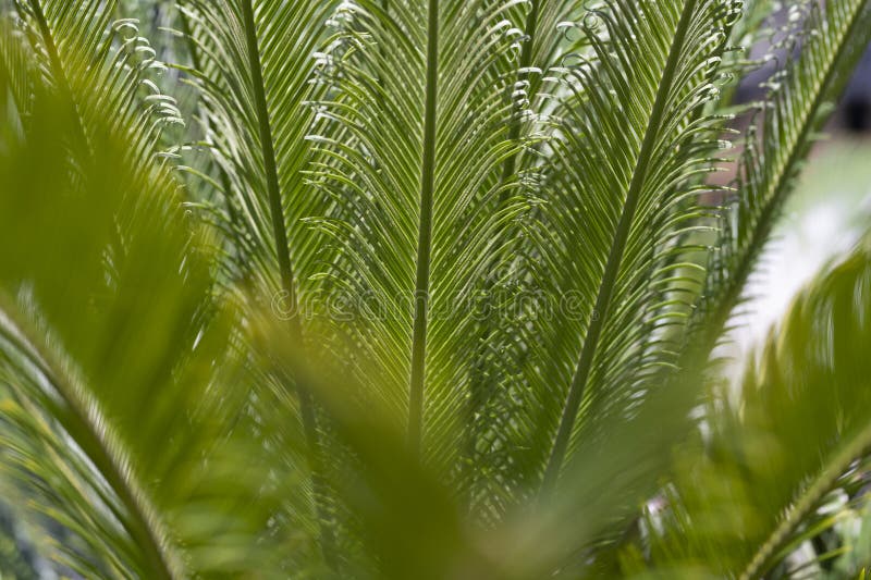 Coconut Leaf. Tropical Coconut Palm Leaf Over Blue Sky. Palm Leaf ...