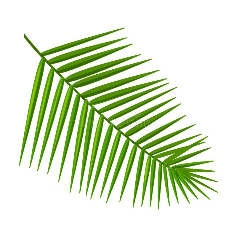 Coconut Leaf Vector Icon.Cartoon Vector Icon Isolated on White ... Coconut Leaf Vector Icon.Cartoon Vector Icon Isolated on White ...