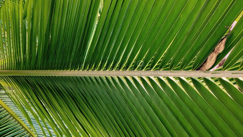 Coconut leaf wallpaper stock image. Image of leaf, background - 52344793