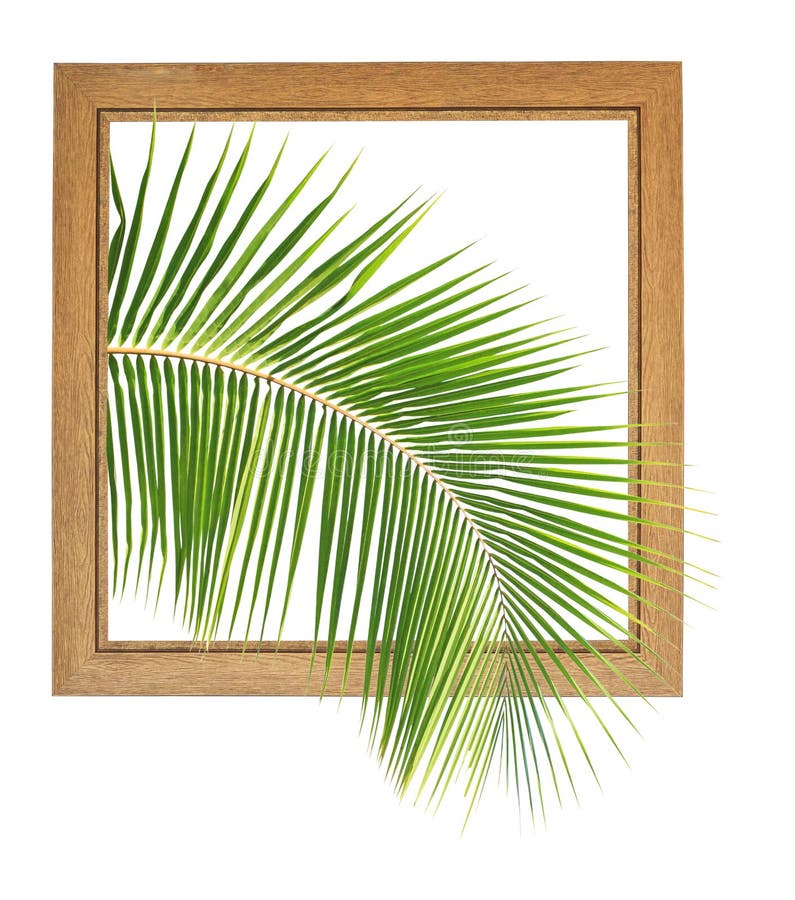 Coconut Leaf within Wooden Frame. Stock Photo - Image of overlap, frame ...