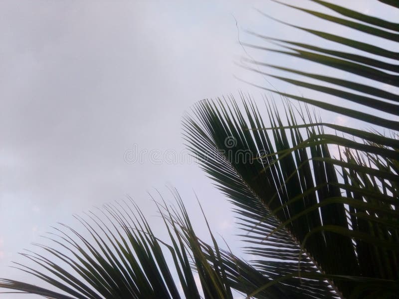 Coconut Leave Viewing the Sky Good for Wallpaper Stock Image - Image of ...