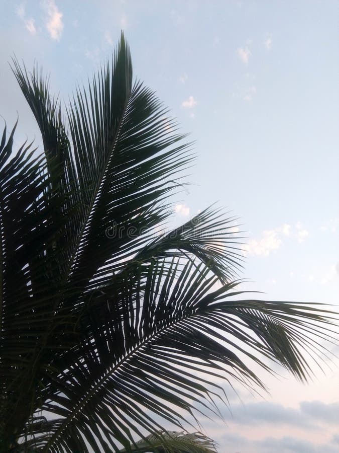 Coconut Leave Viewing the Sky Good for Wallpaper Stock Photo - Image of ...