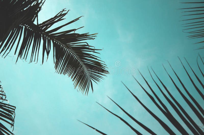 Coconut leaves stock image. Image of garden, vacation - 98679757
