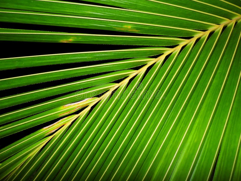 Coconut leaves background stock image. Image of tree - 48222561