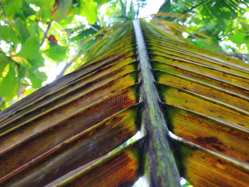 Coconut Leaves Still Hanging from the Tree Stock Image - Image of ...