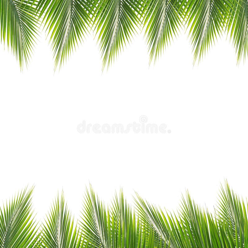 Coconut leaves frame stock image. Image of curly, arch - 38625955